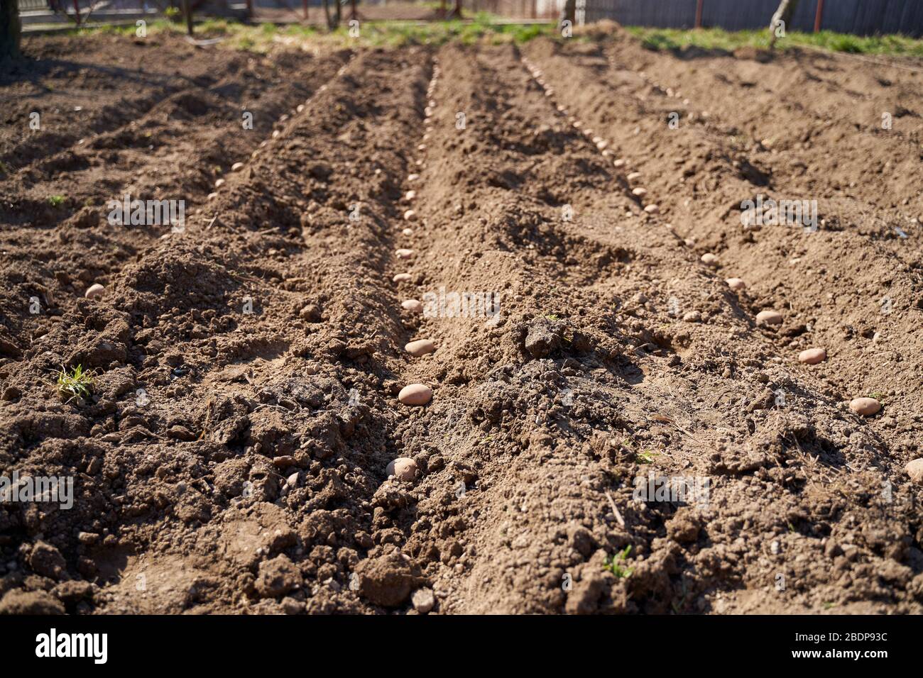 Sowing potatoes in the countryside Stock Photo - Alamy