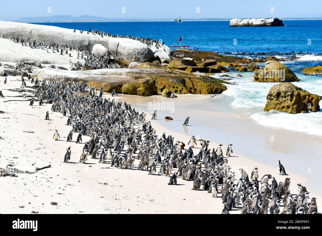 Penguin colony formation hi-res stock photography and images - Alamy