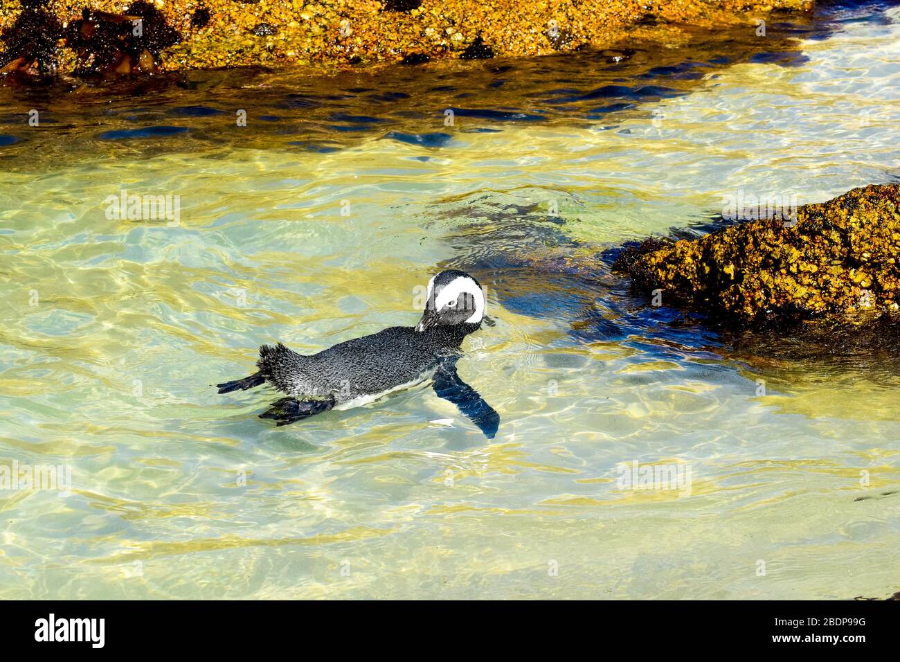 Blue wiggle hi-res stock photography and images - Alamy