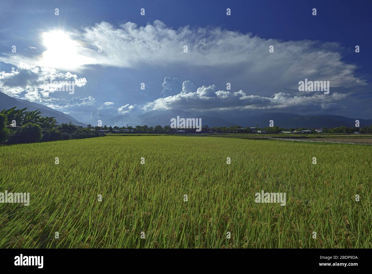 rice field in Chishang Taiwan Stock Photo - Alamy