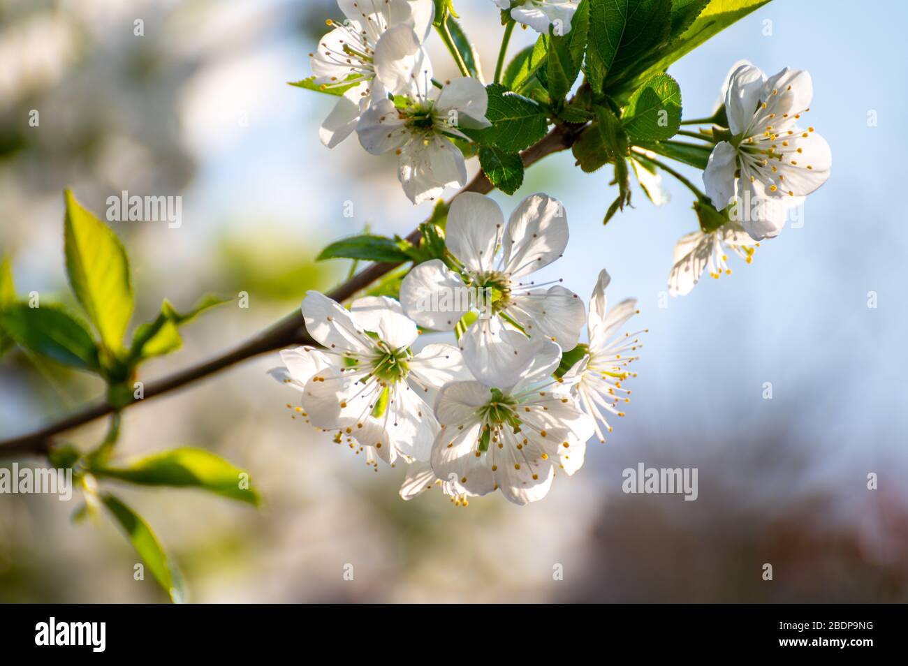 Spring white blossom of sour cherry berry trees in orchard in sunny day ...
