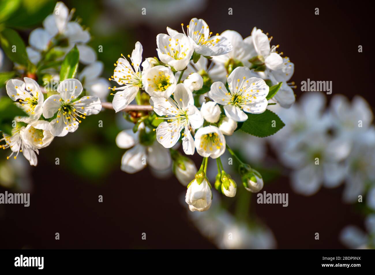 Spring white blossom of sour cherry berry trees in orchard in sunny day ...