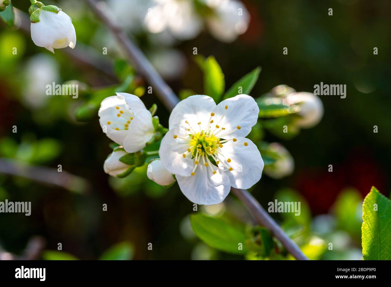 Spring white blossom of sour cherry berry trees in orchard in sunny day ...