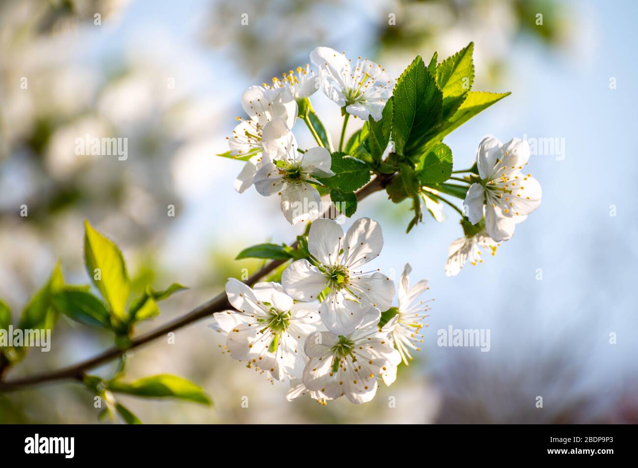 Spring white blossom of sour cherry berry trees in orchard in sunny day ...