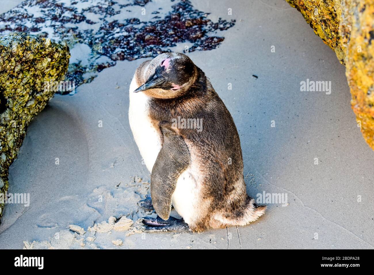 Penguin stretching hi-res stock photography and images - Alamy
