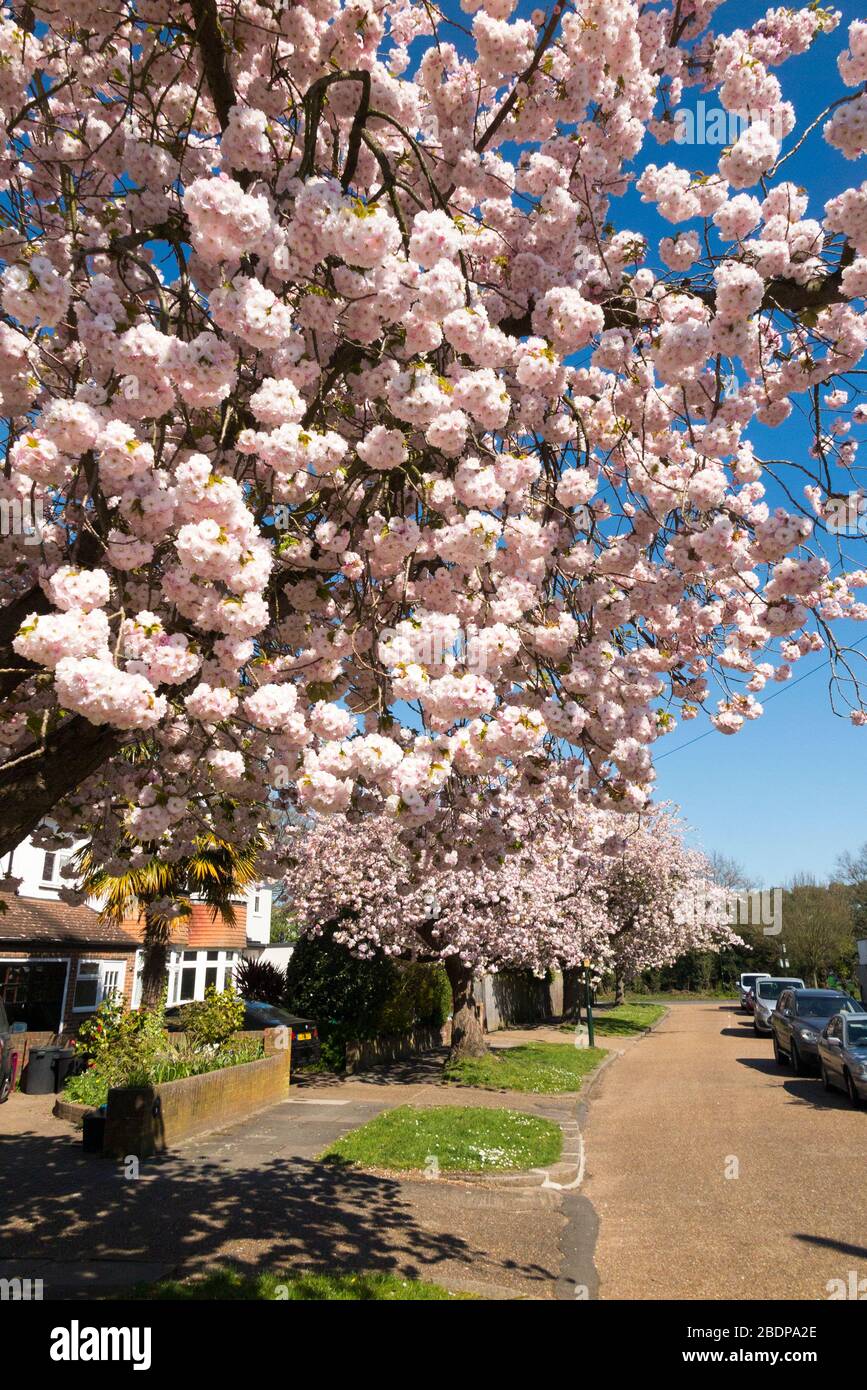 Spring blossom flower / flowers & trees on what is thought to be a ...