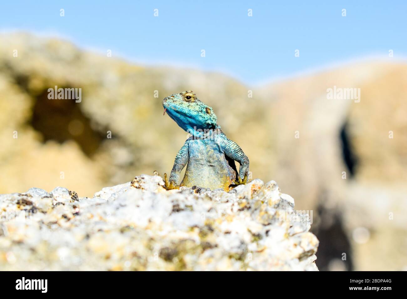 Lizard claws hi-res stock photography and images - Alamy