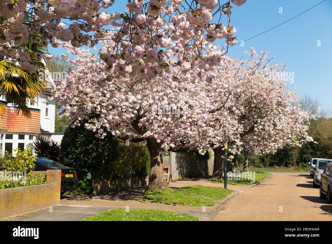 Spring blossom flower / flowers & trees on what is thought to be a ...