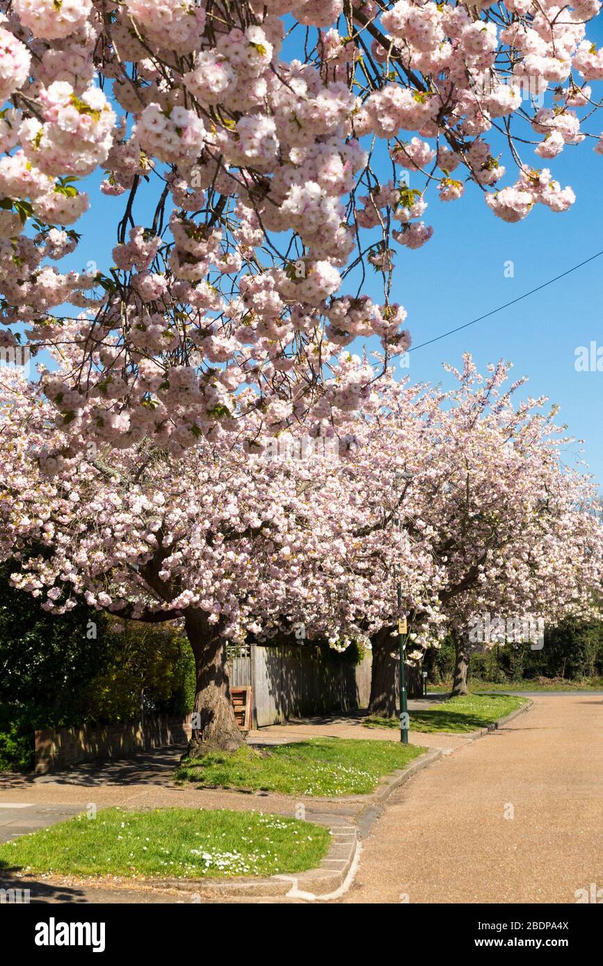 Spring blossom flower / flowers & trees on what is thought to be a ...
