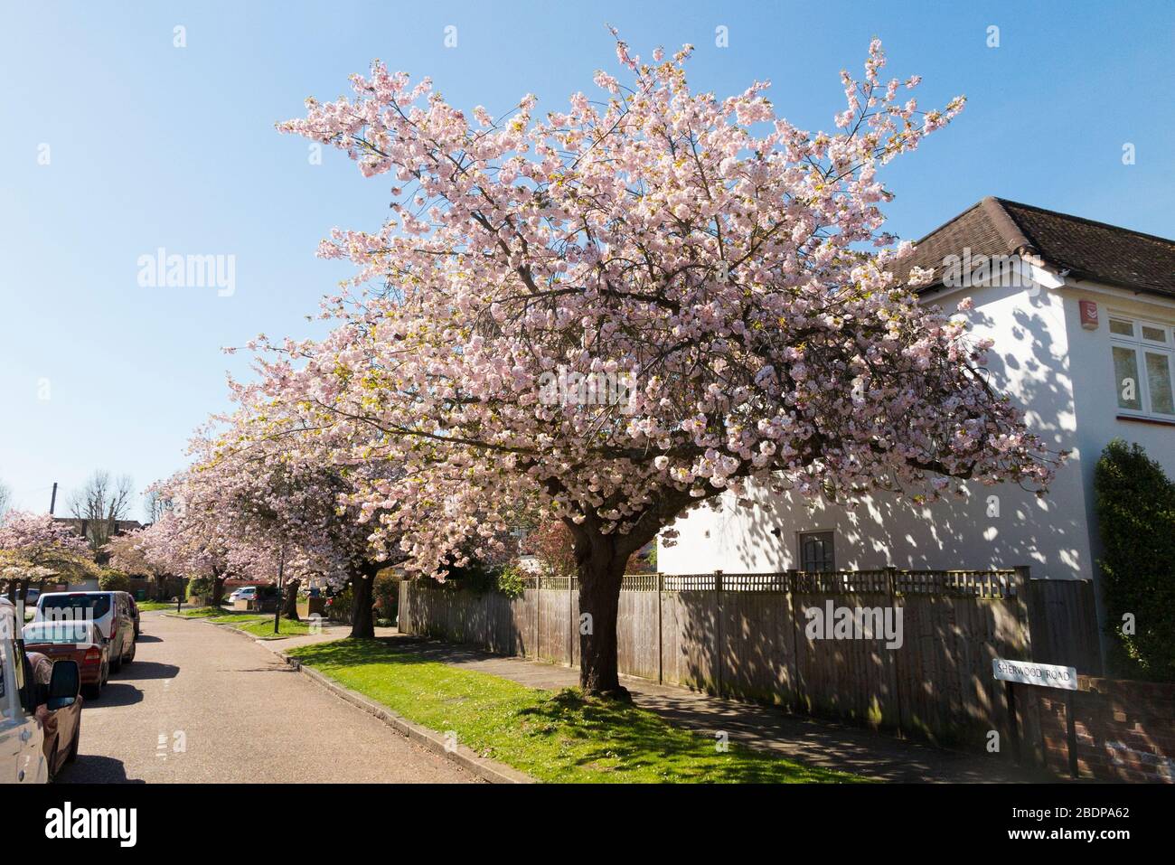 Spring blossom flower / flowers & trees on what is thought to be a ...