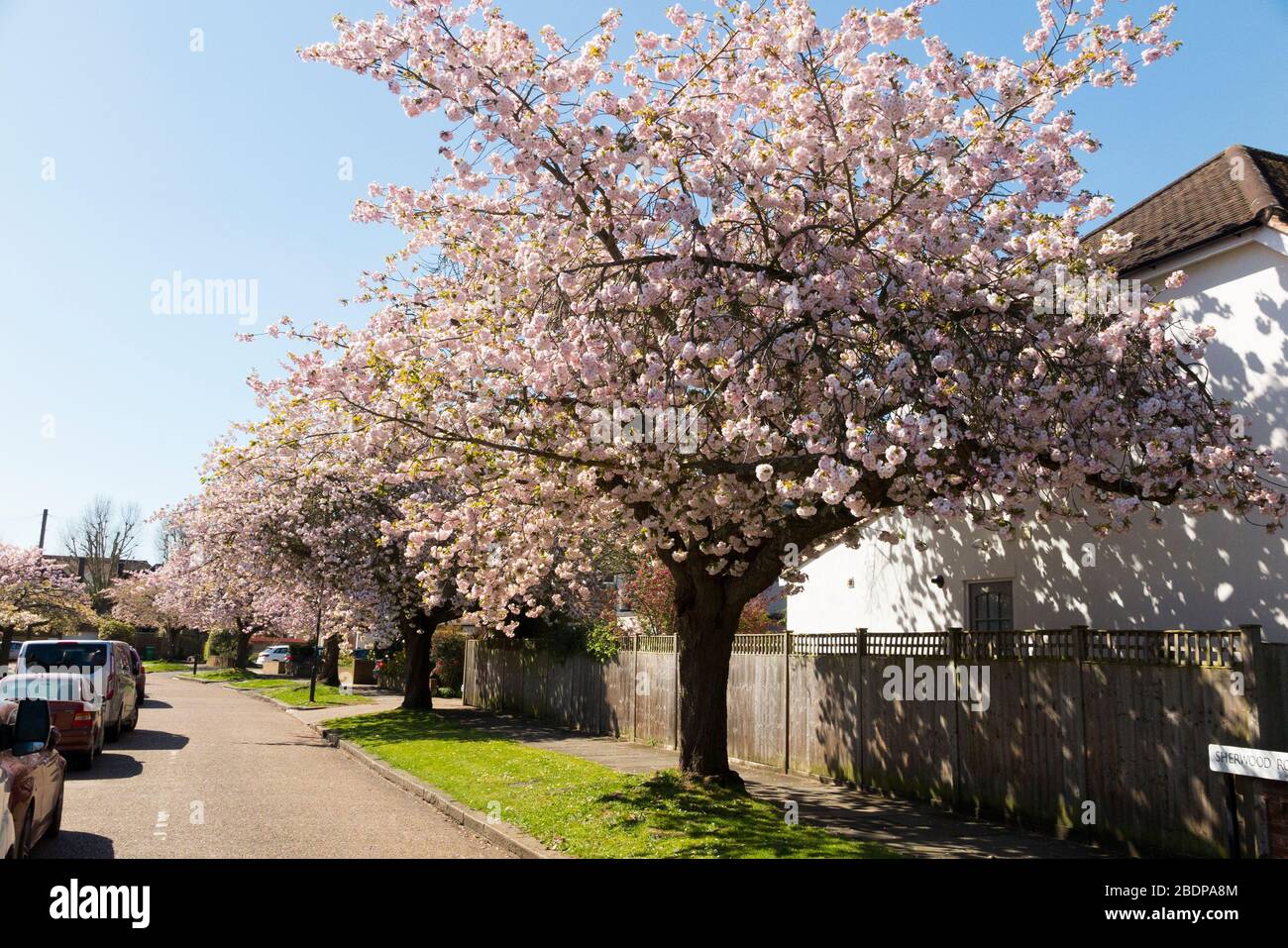 Avenue flowering cherry trees in hi-res stock photography and images ...