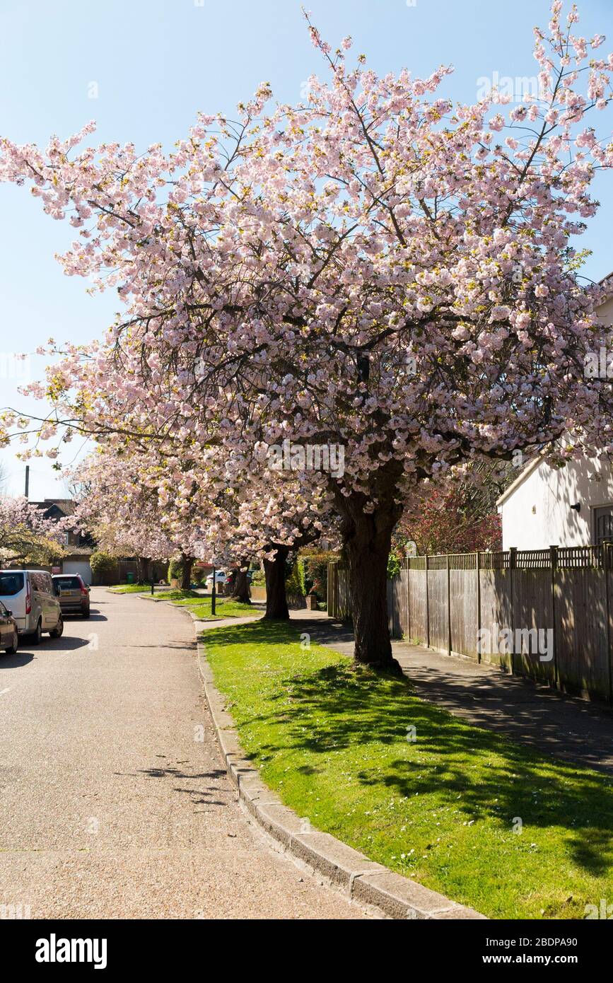 Spring blossom flower / flowers & trees on what is thought to be a ...