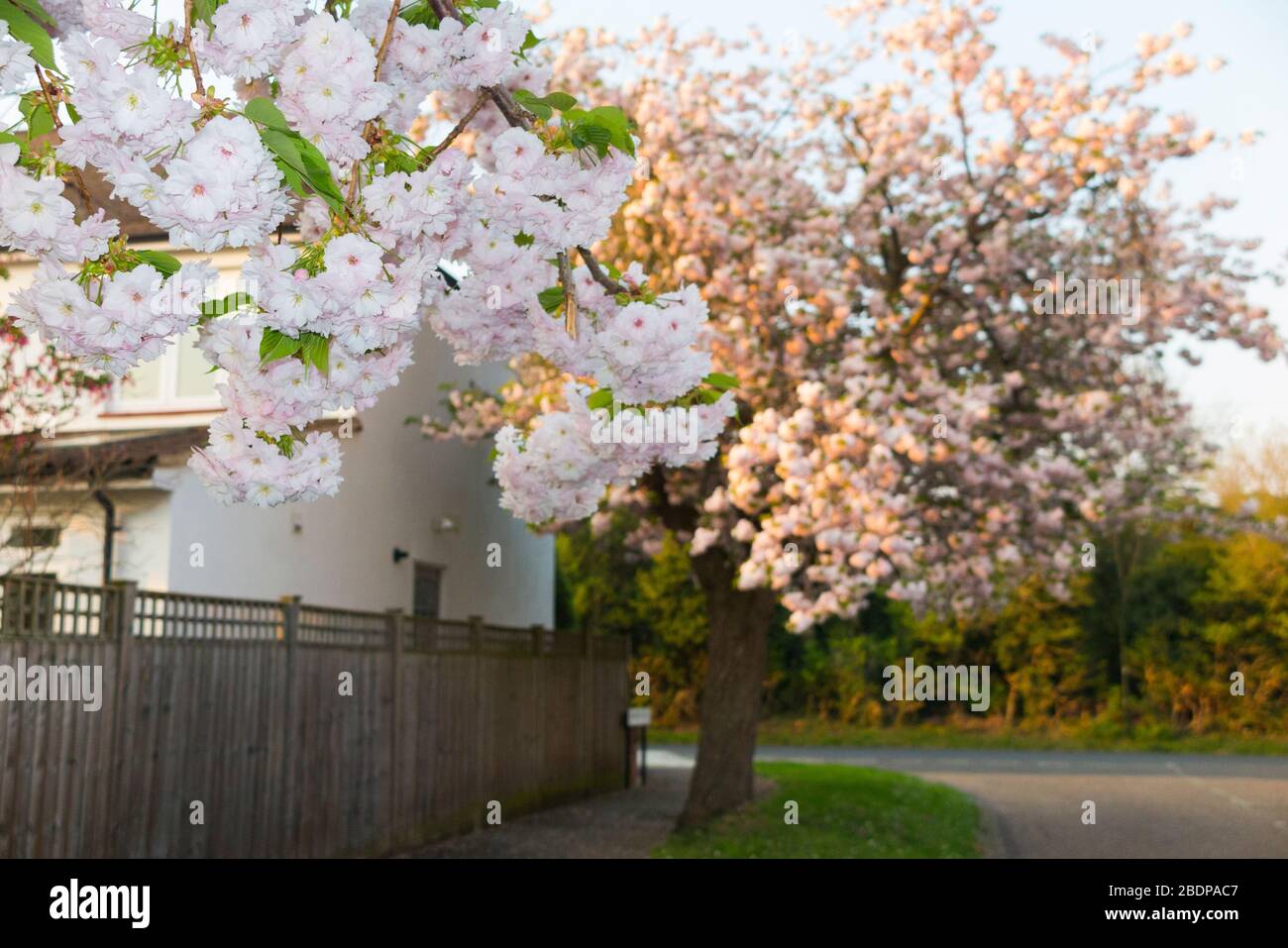 Spring blossom flower / flowers & trees on what is thought to be a ...