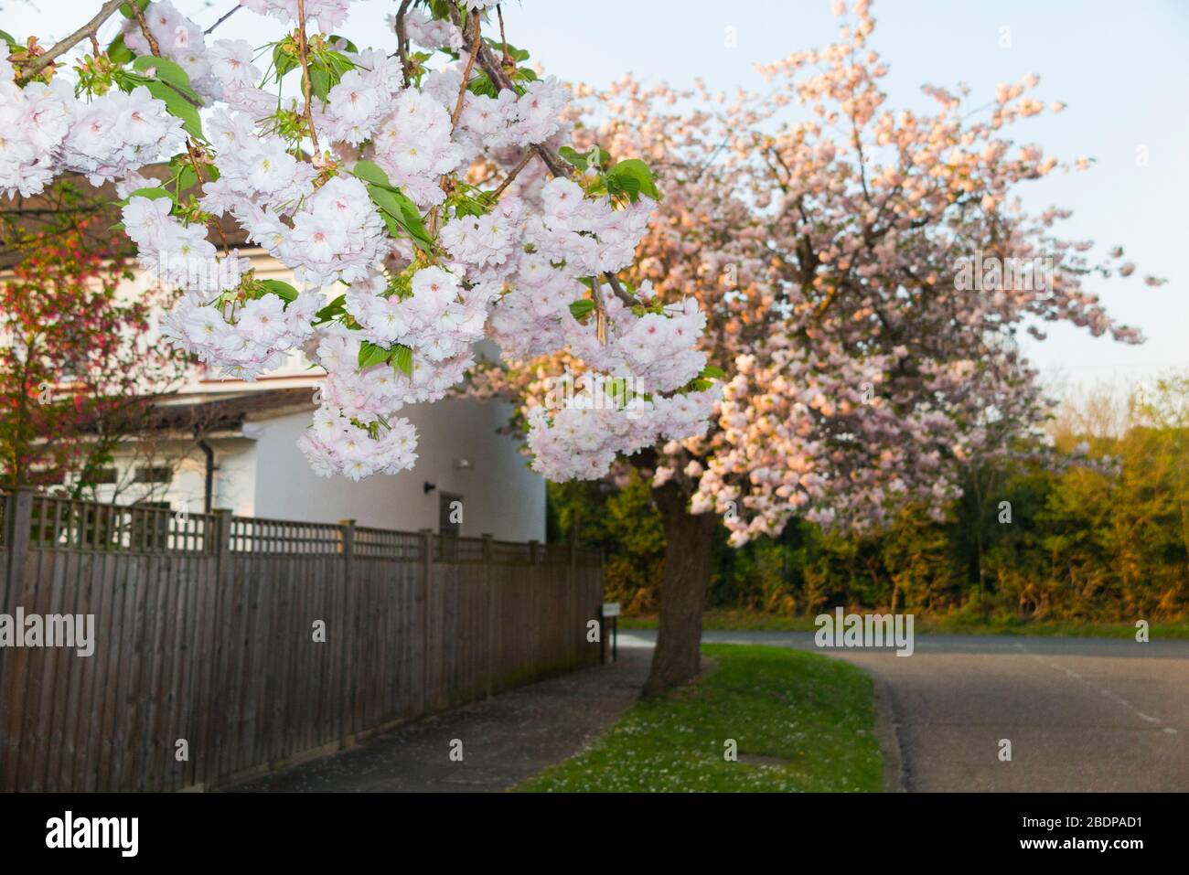 Spring blossom flower / flowers & trees on what is thought to be a ...