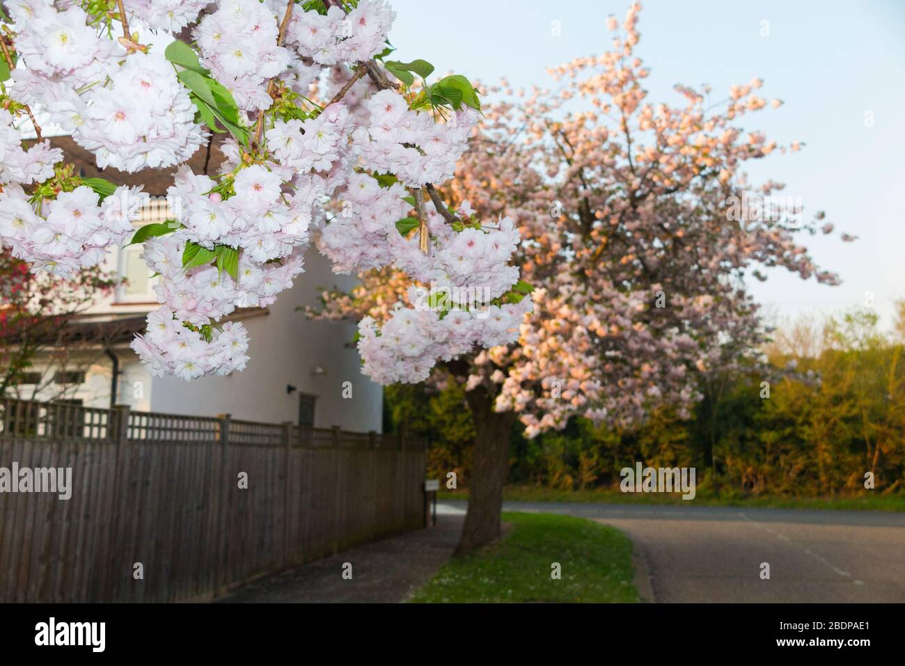 Spring blossom flower / flowers & trees on what is thought to be a ...