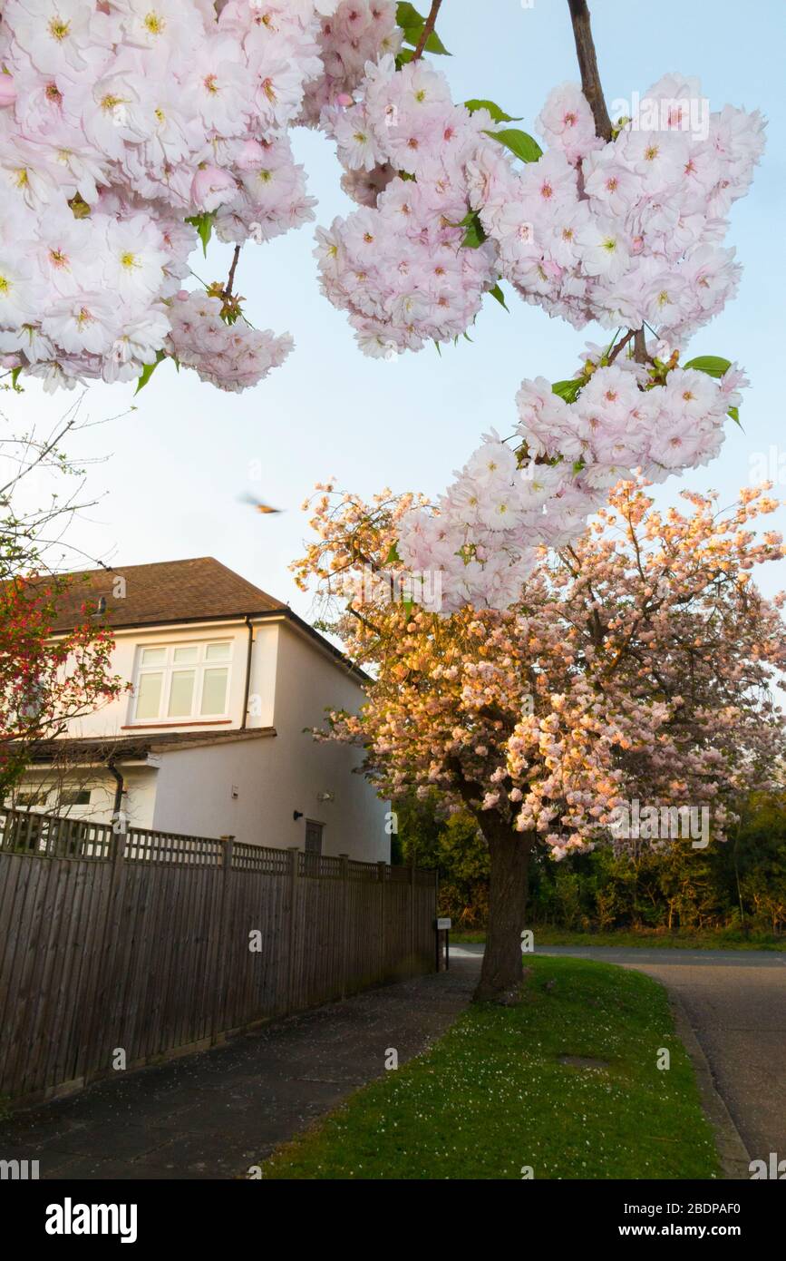 Spring blossom flower / flowers & trees on what is thought to be a ...