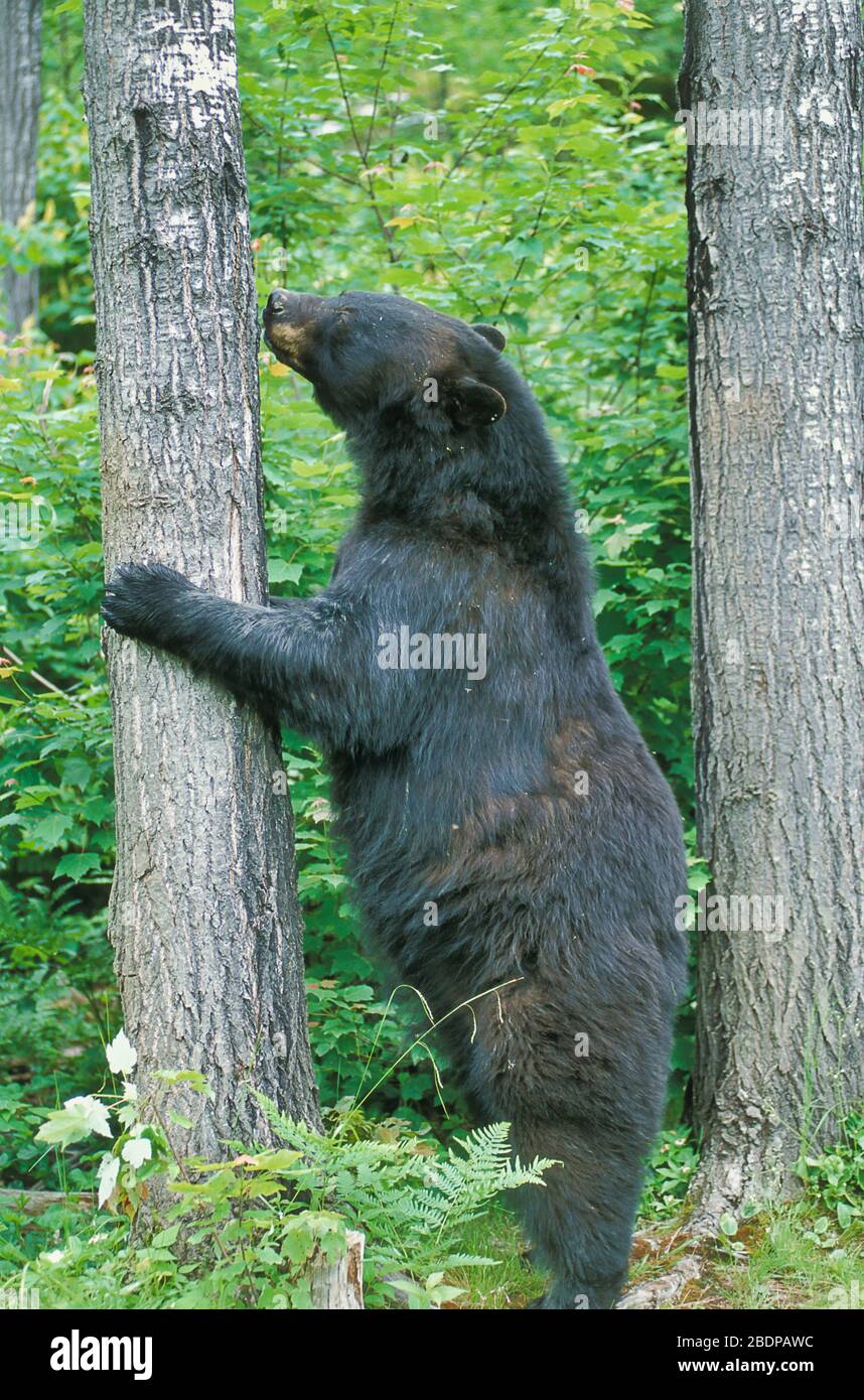 Black Bear, Ursus americanus, Canada, standing up against tree licking ...