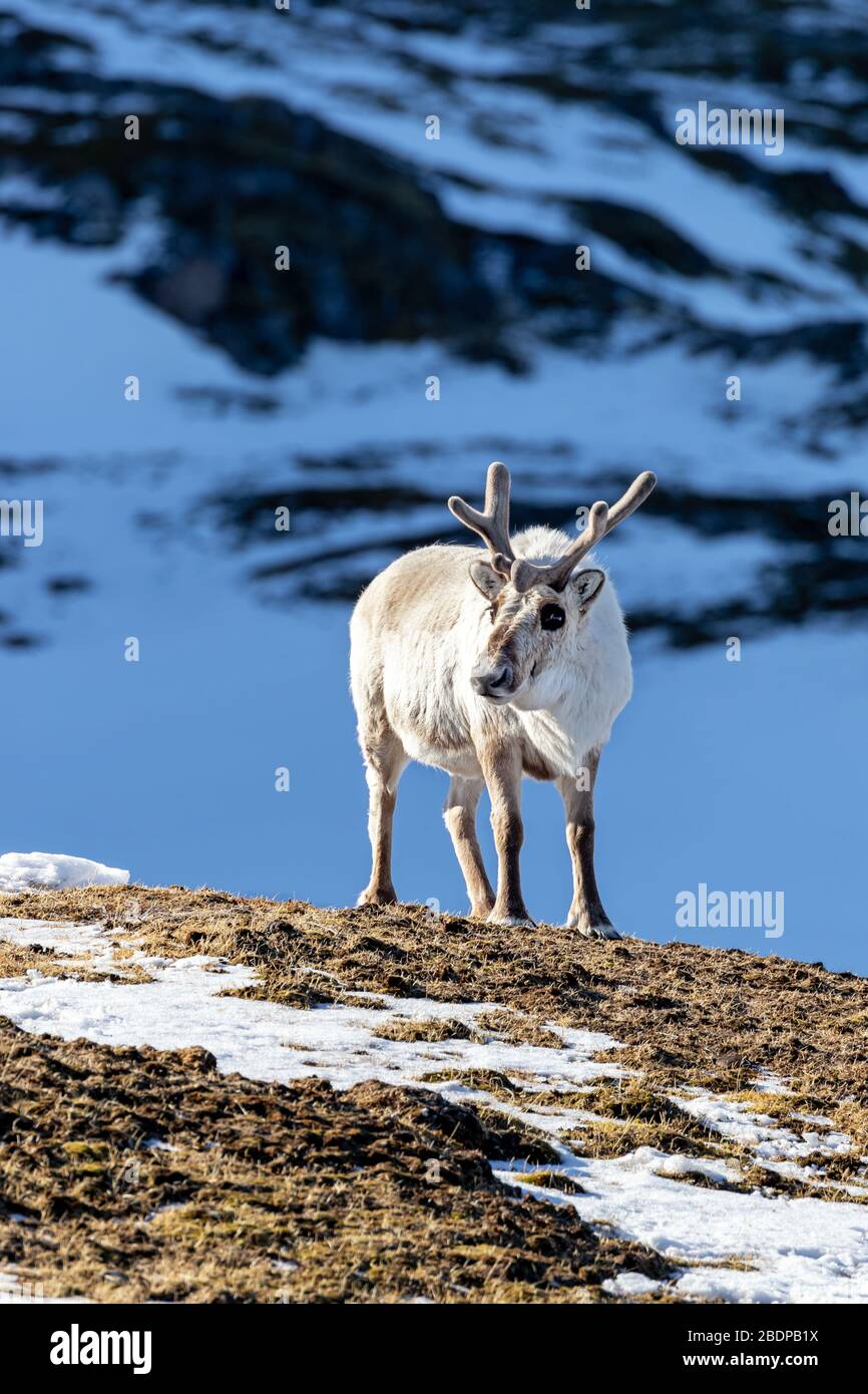 Reindeer on the tundra of Svalbard, with snow covered mountains behind ...