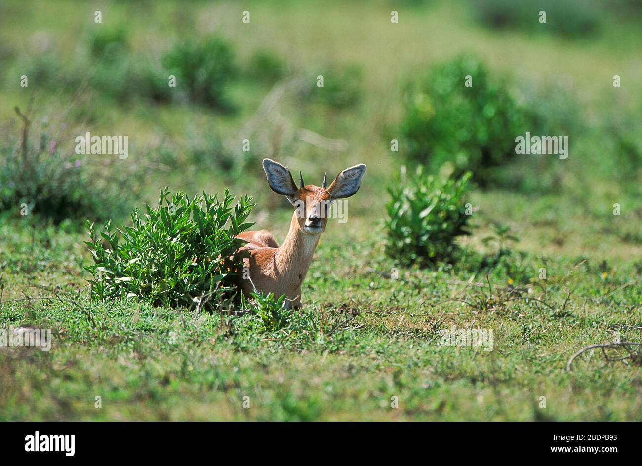Steenbuck