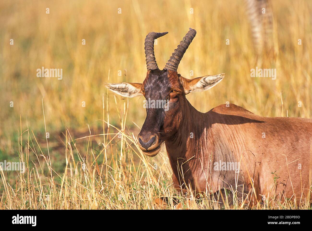African topi hi-res stock photography and images - Alamy