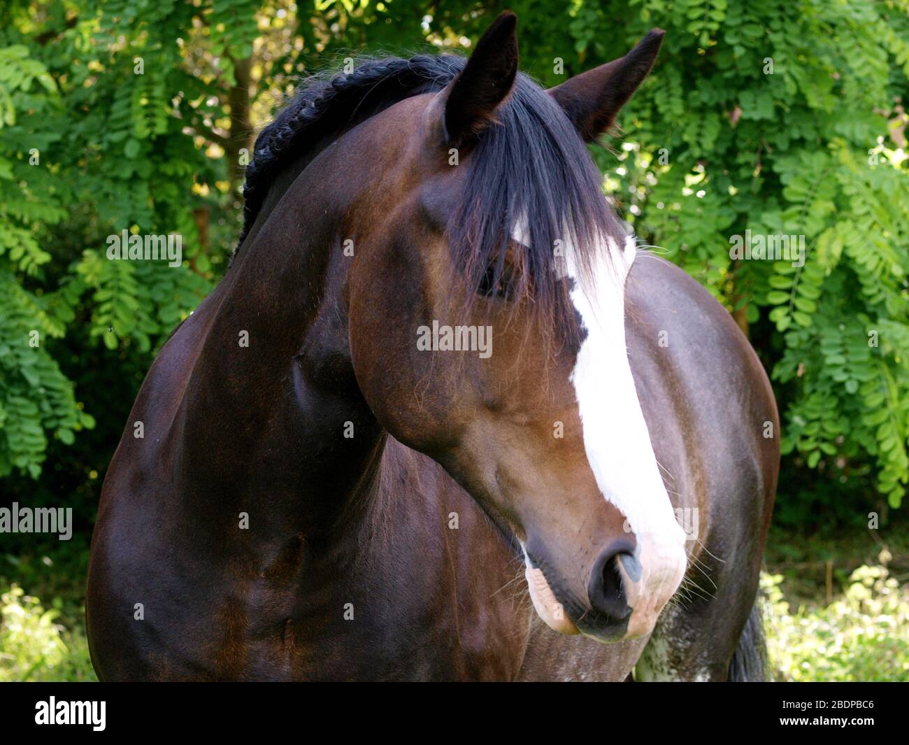 Shire horse head shot hi-res stock photography and images - Alamy