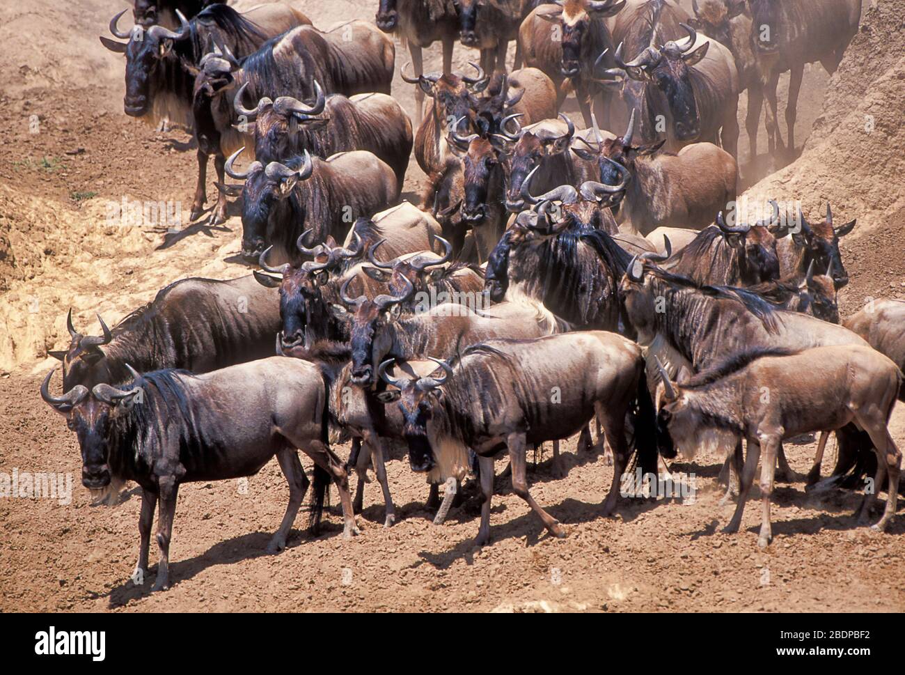 Gnu migration hi-res stock photography and images - Alamy