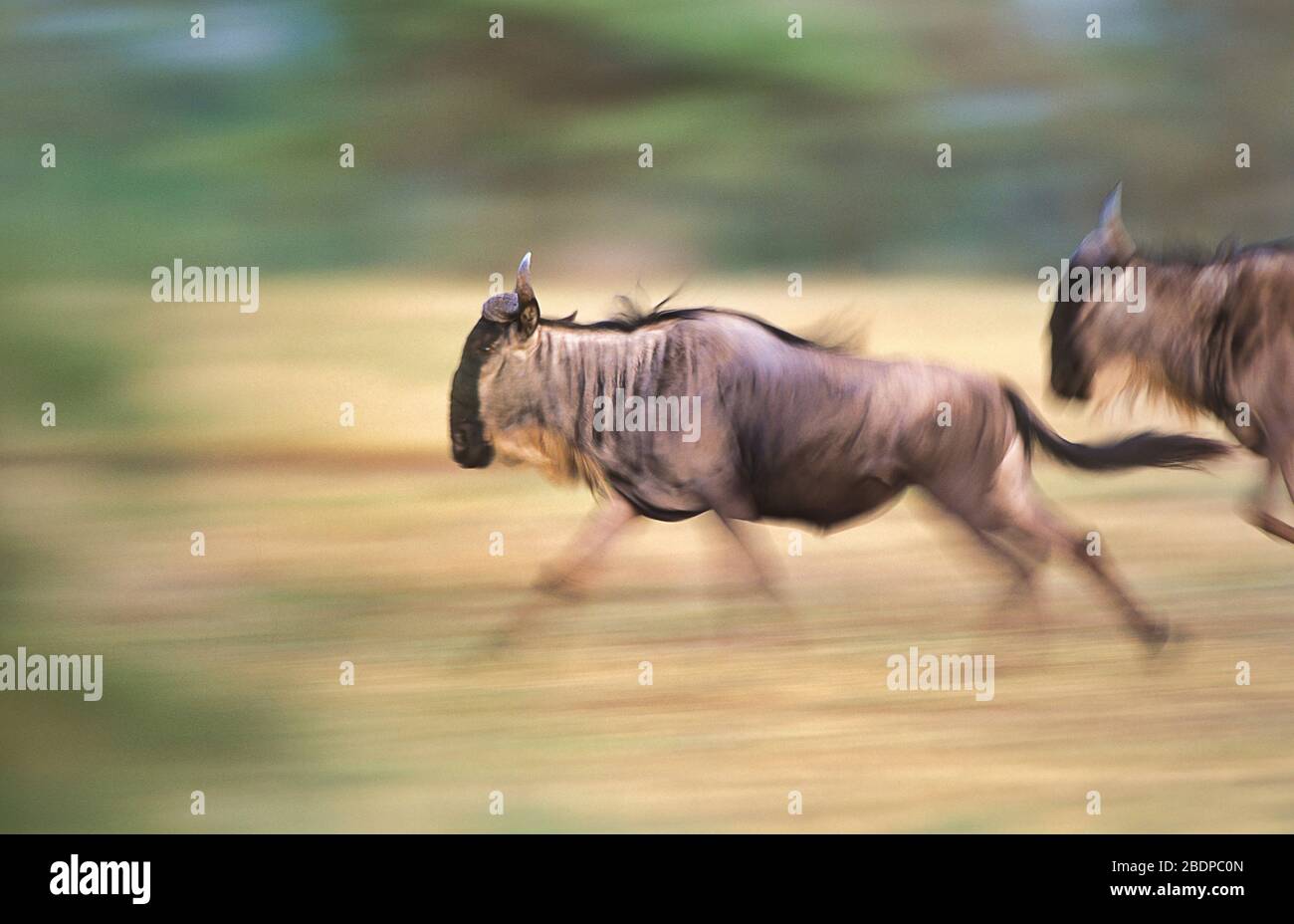 Wildebeest Running Full Speed