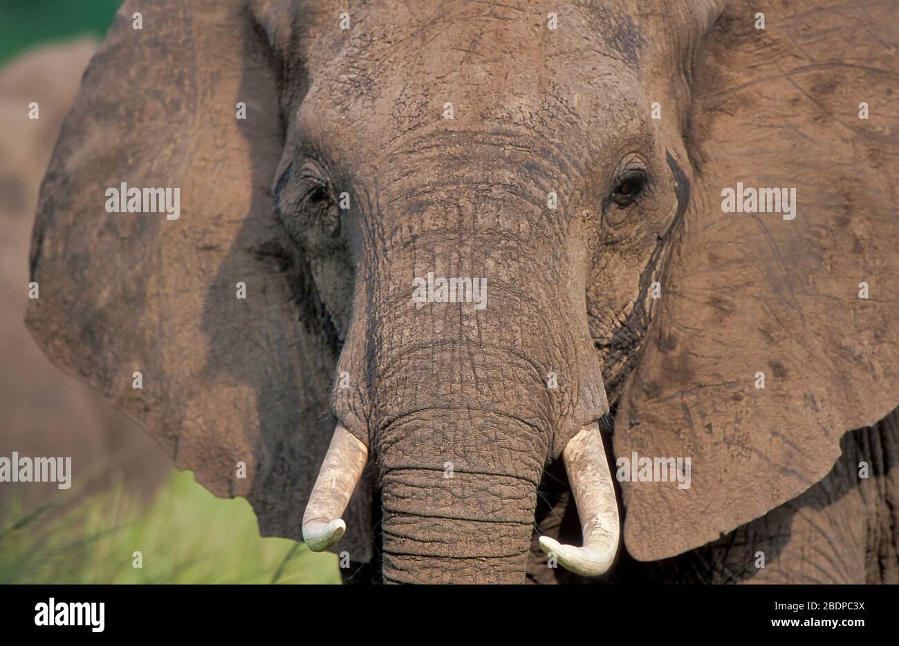 Elephant eyes hi-res stock photography and images - Alamy