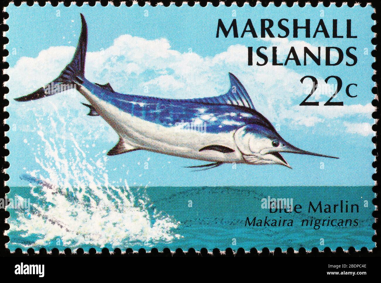 Blue marlin hi-res stock photography and images - Alamy