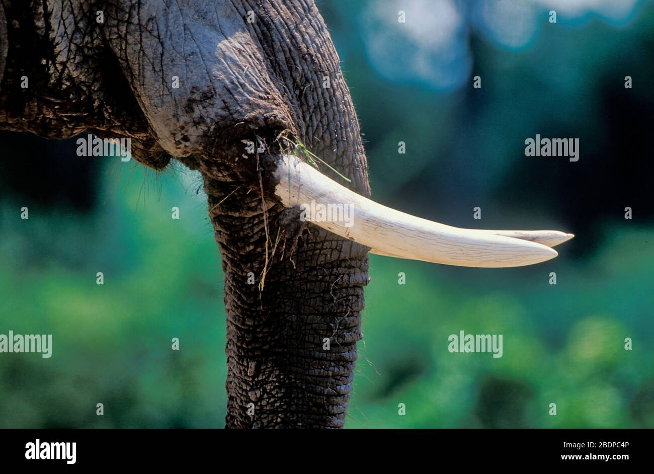African elephant tusk close up hi-res stock photography and images - Alamy