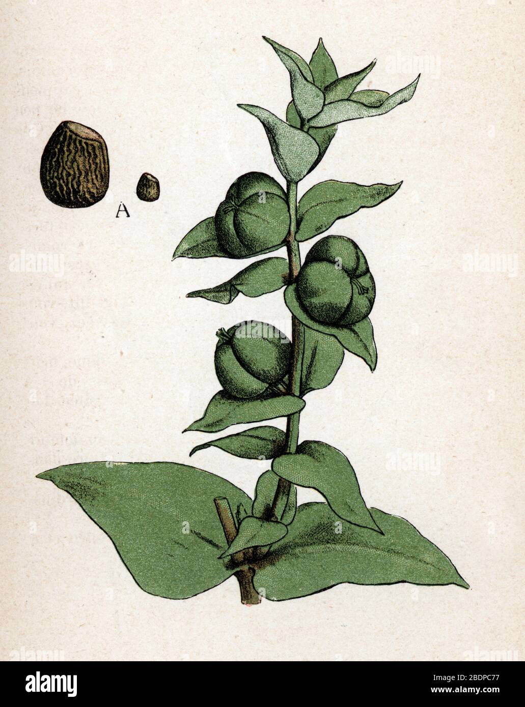 "Euphorbe epurge ou herbe a la taupe" (Euphorbia lathyris) (Caper ...