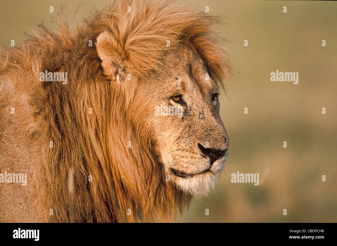 Nale with hi-res stock photography and images - Alamy