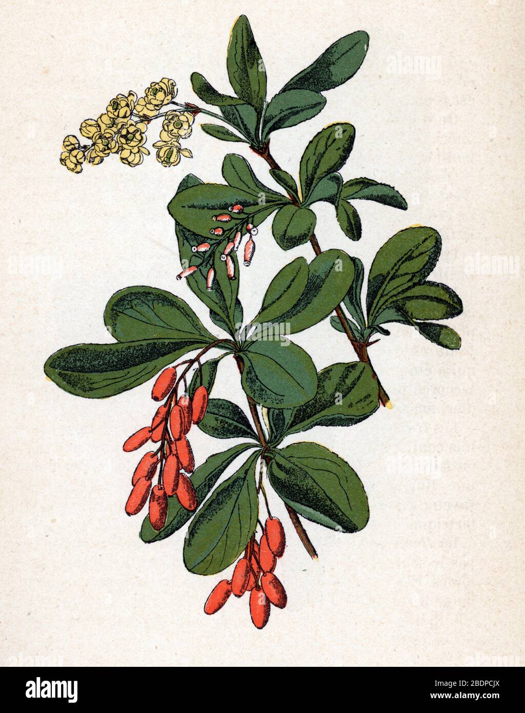 "Epine-vinette" (Berberis vulgaris ou Vinettier) (European barberry ...