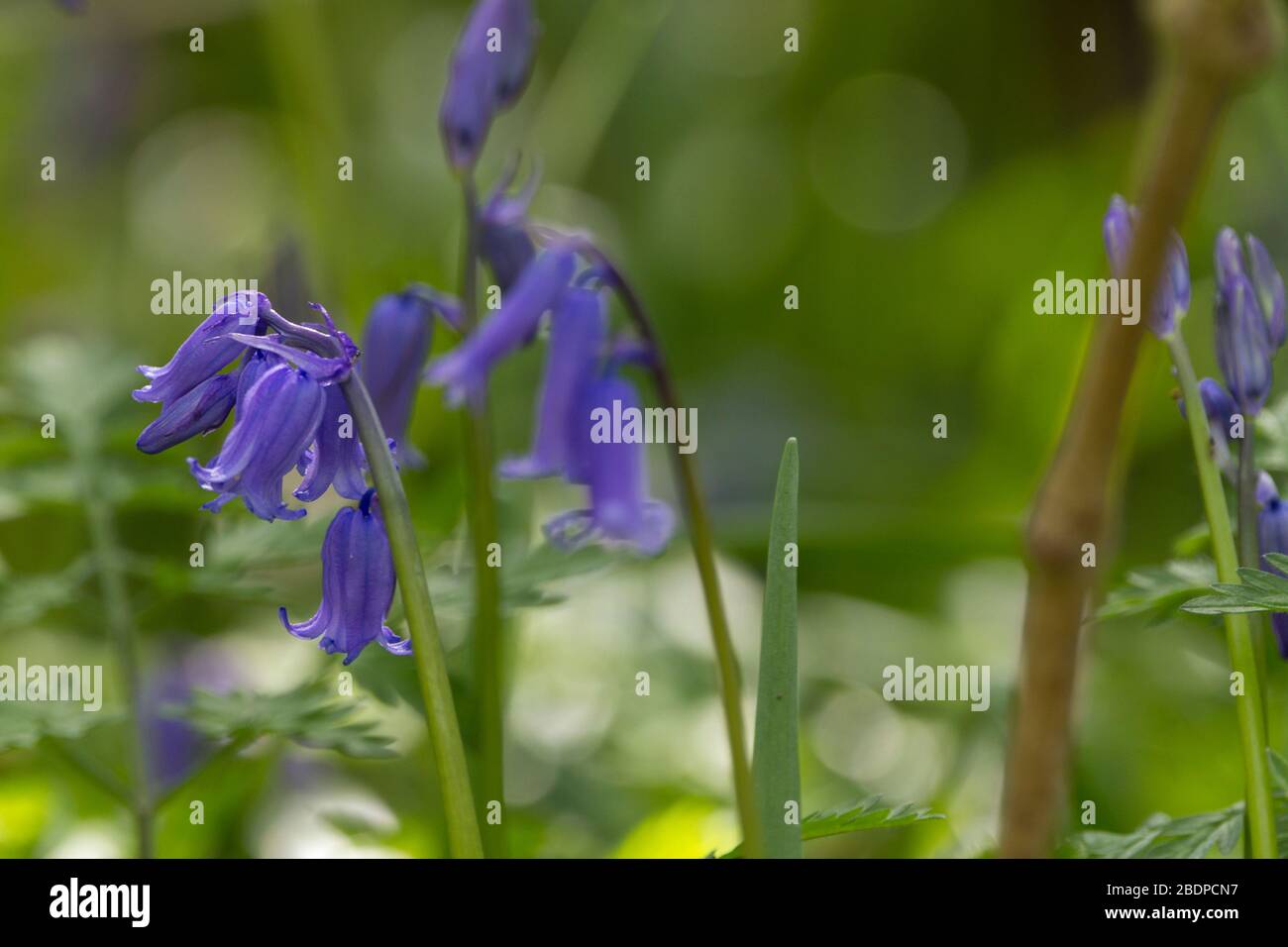 Bluebells spring flower Hyacinthoides non-scripta, blue bell shaped ...
