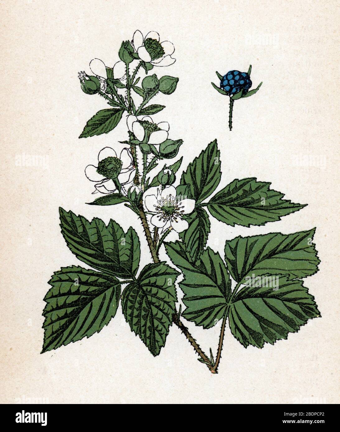 Plante des bois et haies hi-res stock photography and images - Alamy