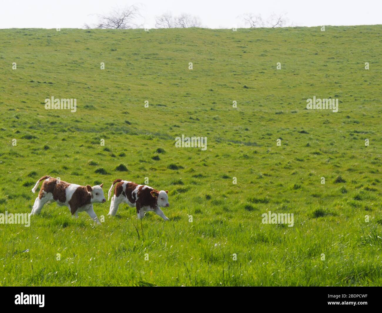 Cute spring cows hi-res stock photography and images - Alamy