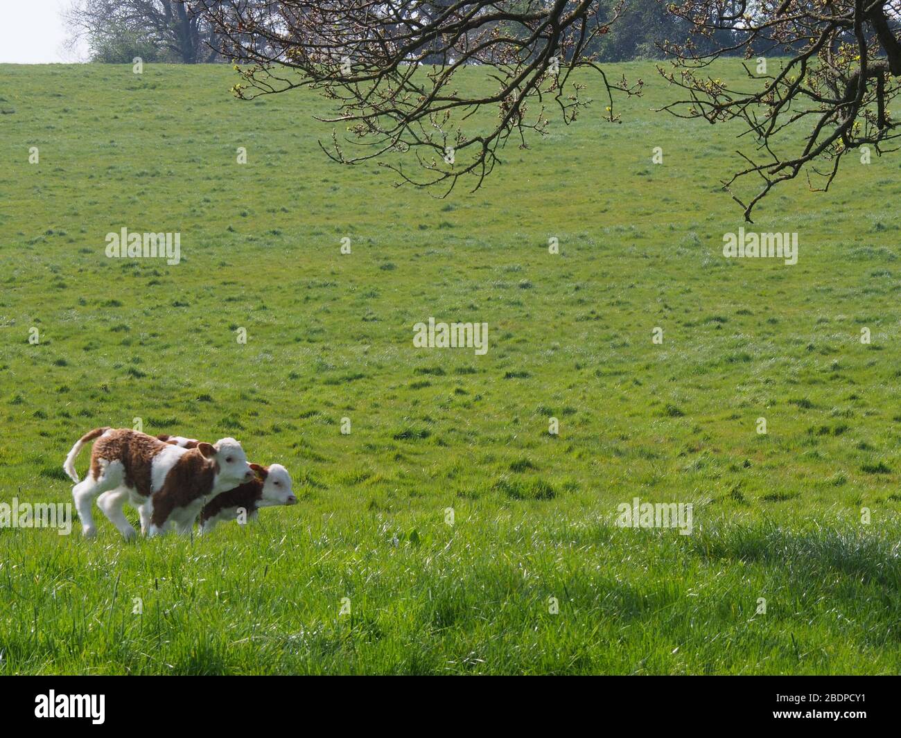 Calves cattle run hi-res stock photography and images - Alamy