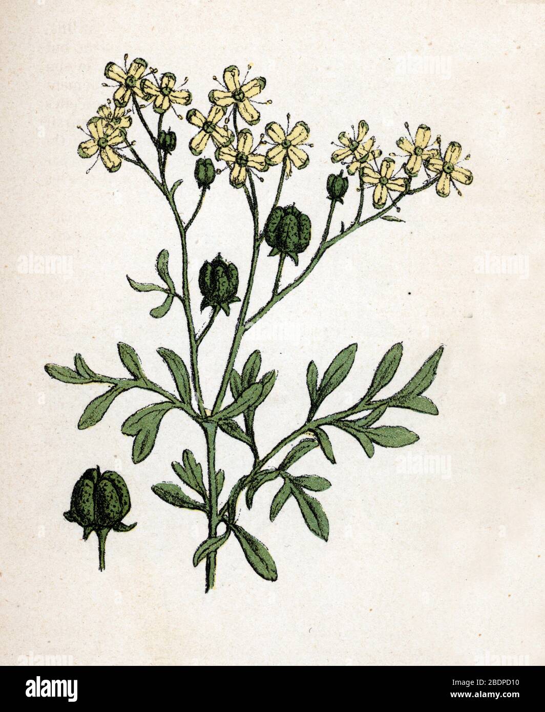 "Rue des jardins ou fetide" (Ruta graveolens) (common rue or herb-of ...