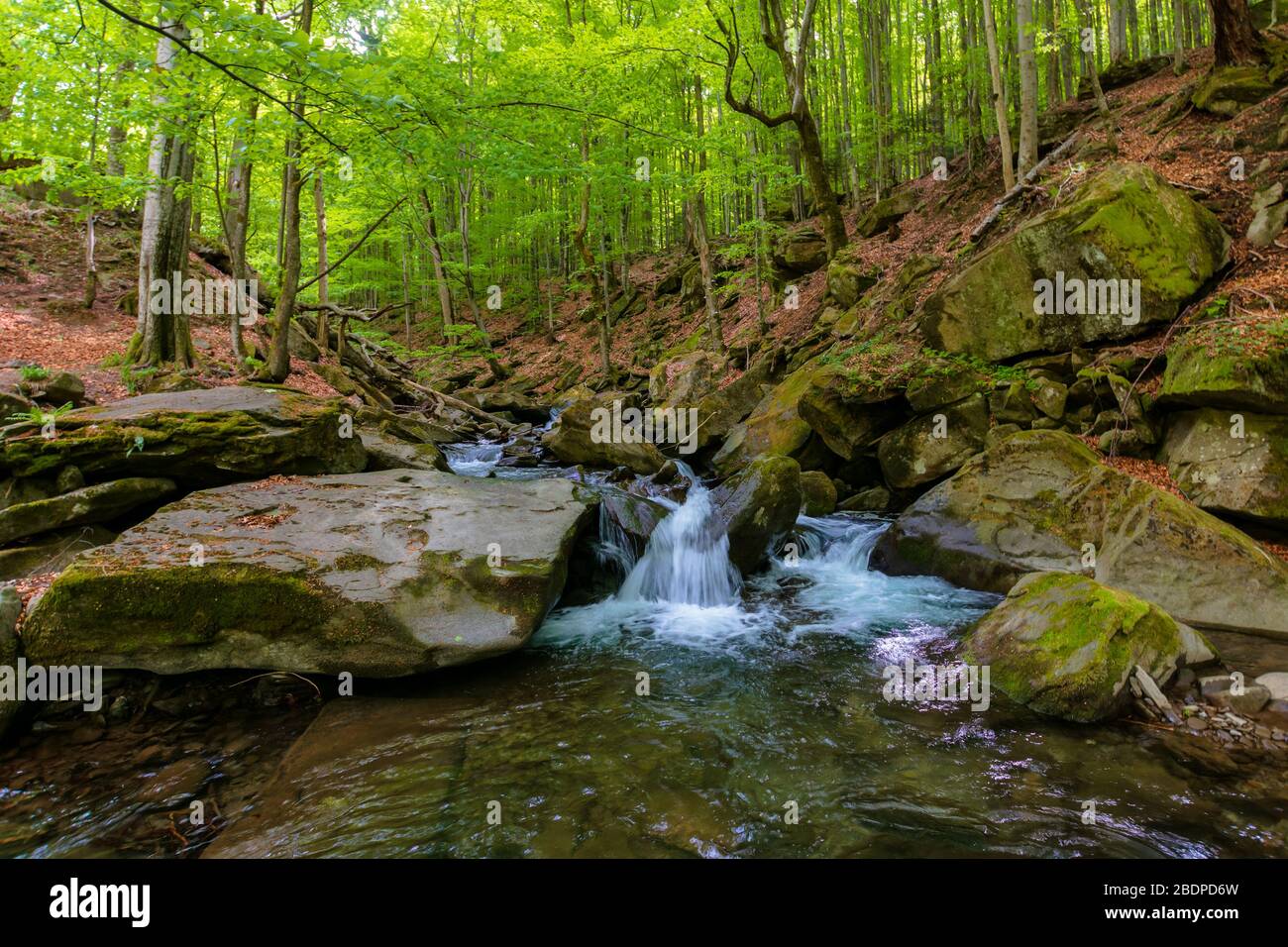 water stream in the beech forest. beautiful nature scenery in spring ...