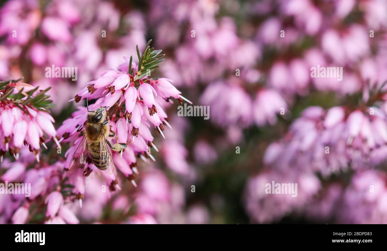 Pink Erica Carnea flowers (Winter Hit) and a working bee in a spring ...