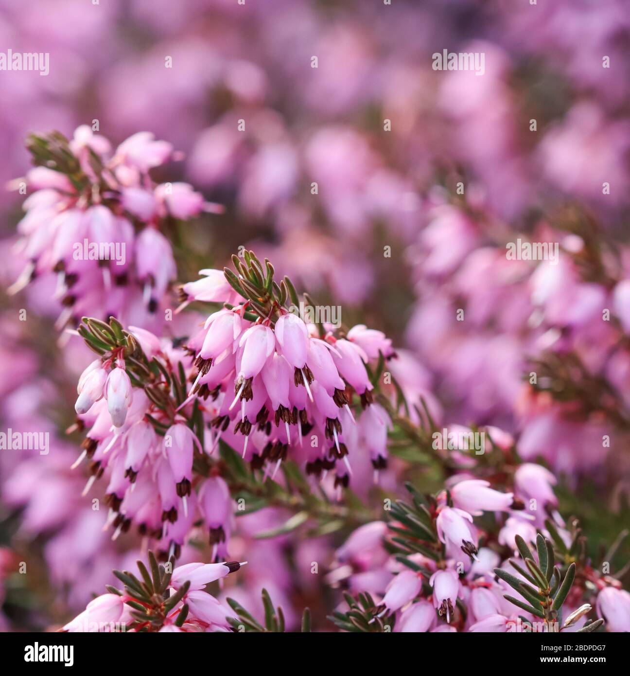 Pink Erica carnea flowers (winter Heath) in the garden in early spring ...