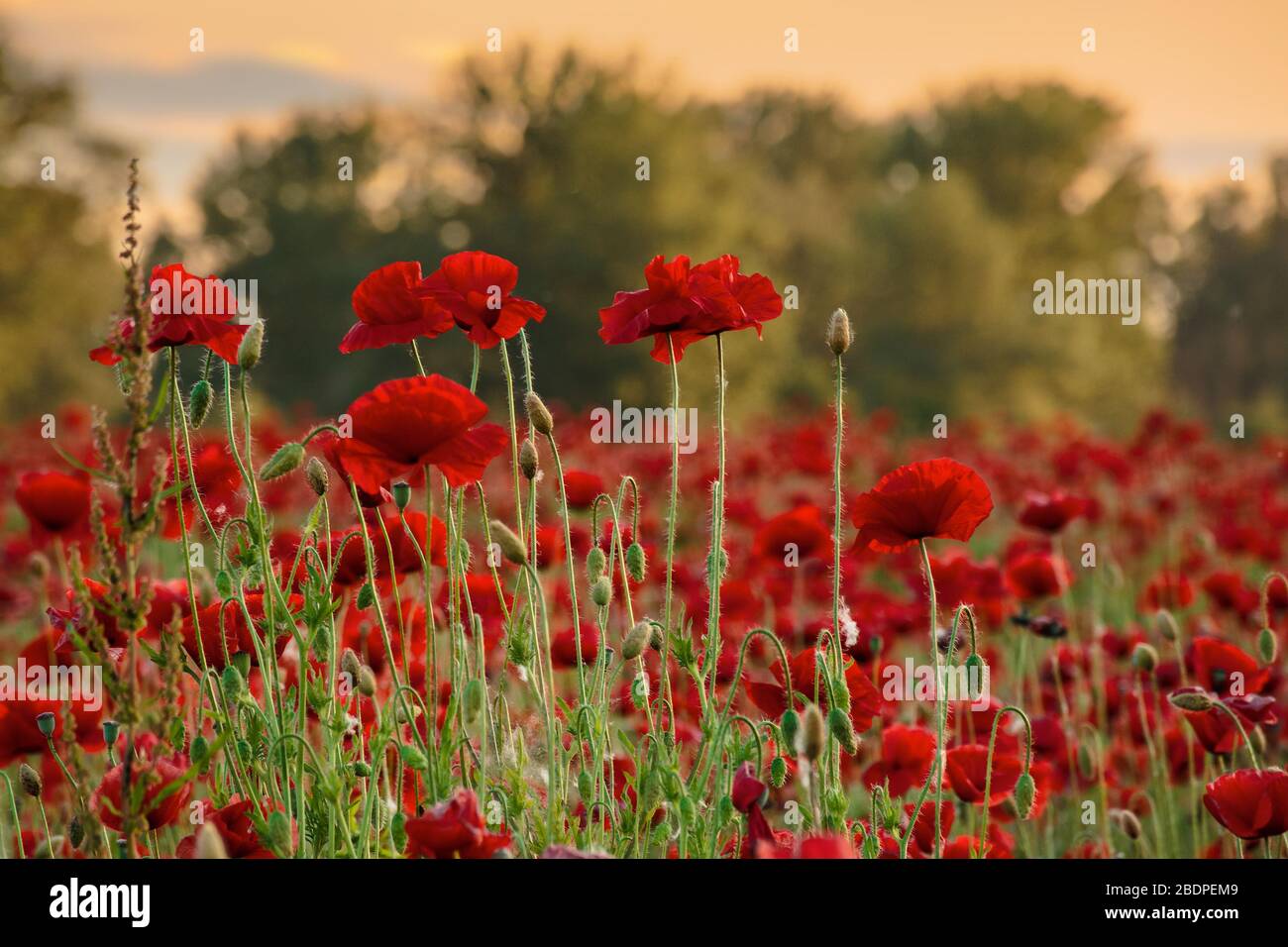 red poppy flower field in the mountains. beautiful nature scenery in ...