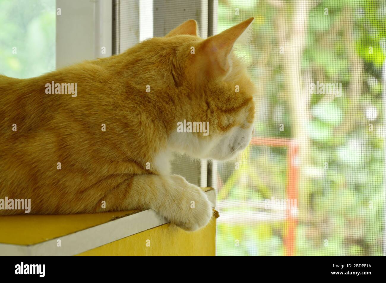 ginger cat watching outside from glass window in home Stock Photo - Alamy