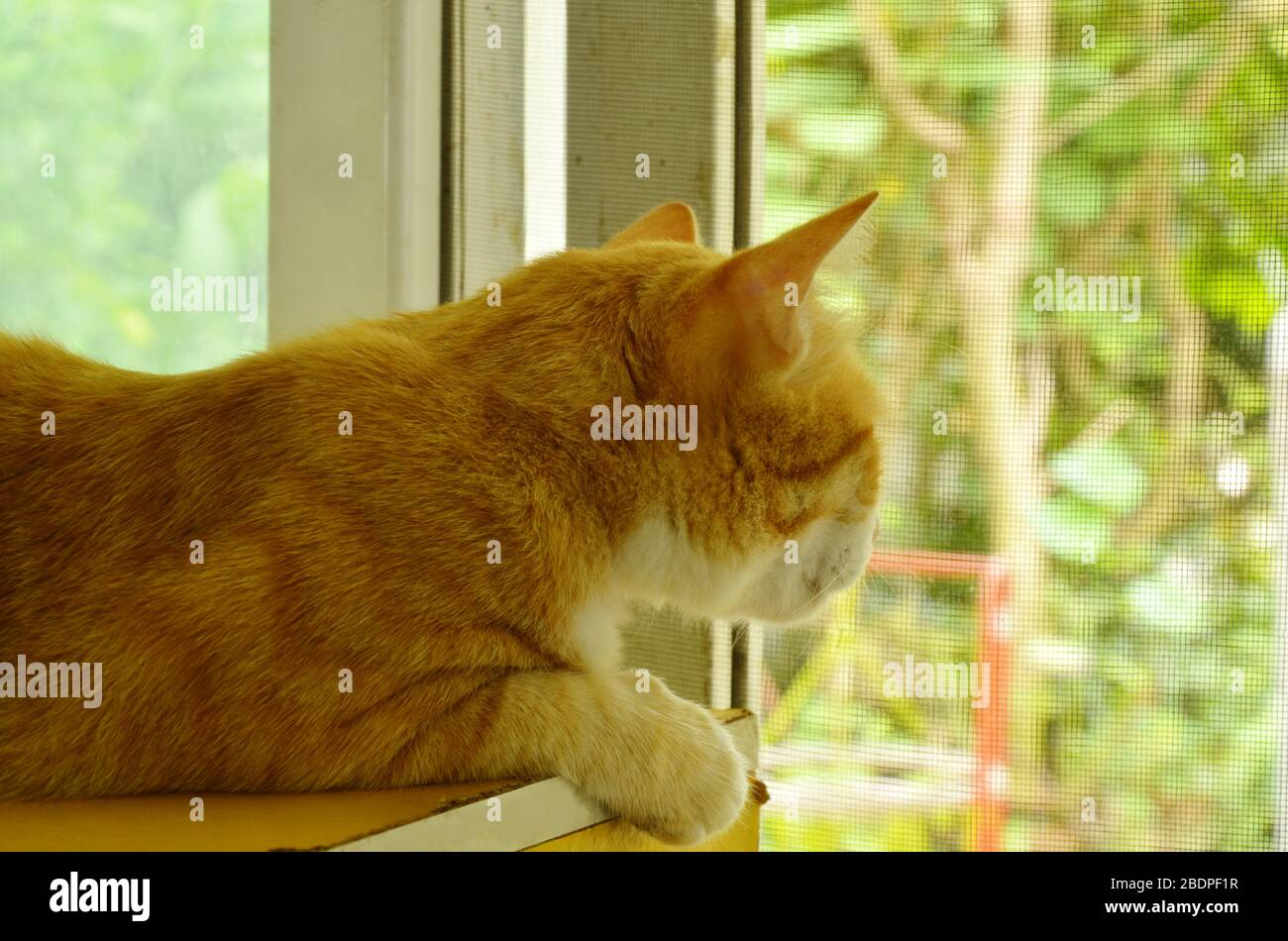ginger cat watching outside from glass window in home Stock Photo - Alamy