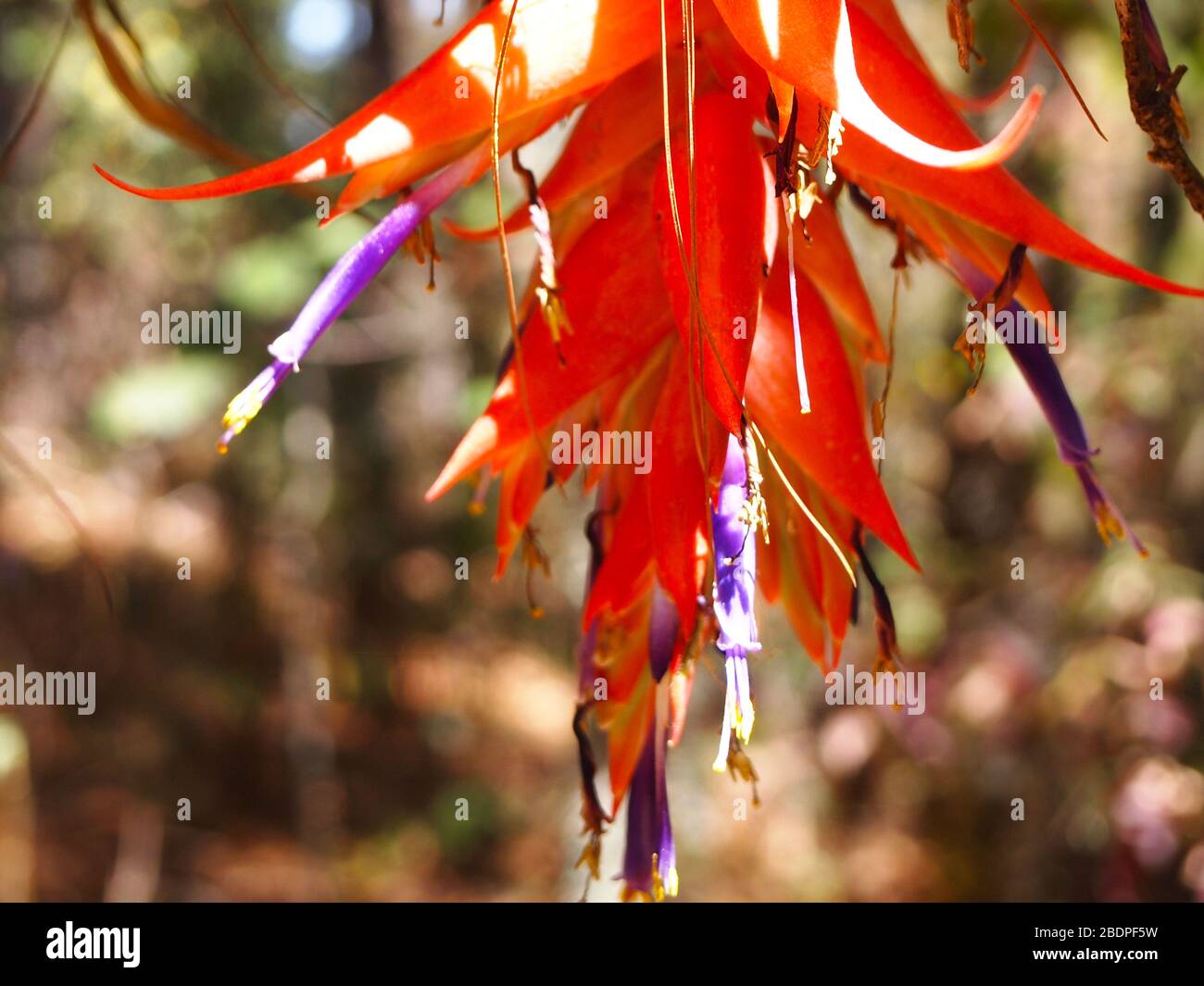 Epiphytes biodiversity in the montane pine-oak forests of the Sierra ...