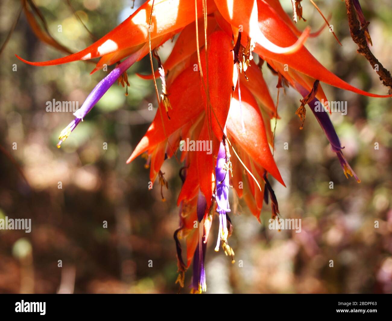 Epiphytes biodiversity in the montane pine-oak forests of the Sierra ...
