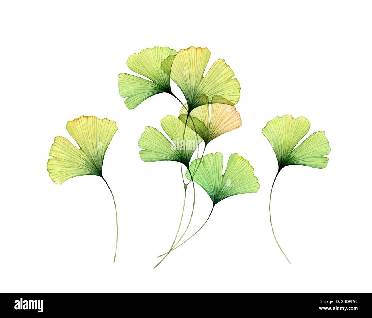 Gingko Leaves High Resolution Stock Photography and Images - Alamy
