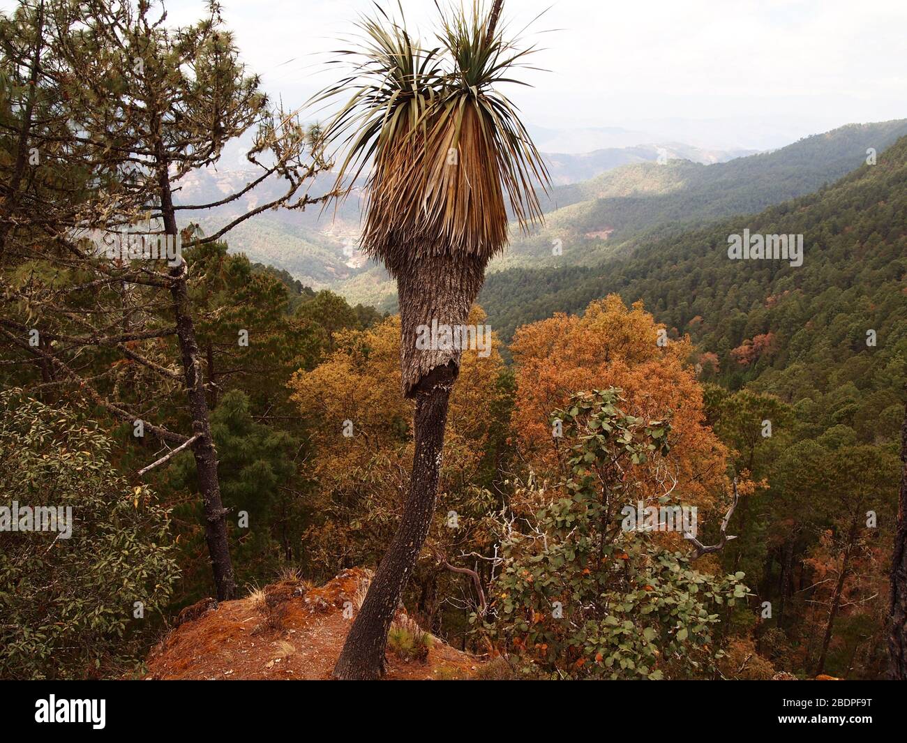 Epiphytes biodiversity in the montane pine-oak forests of the Sierra ...