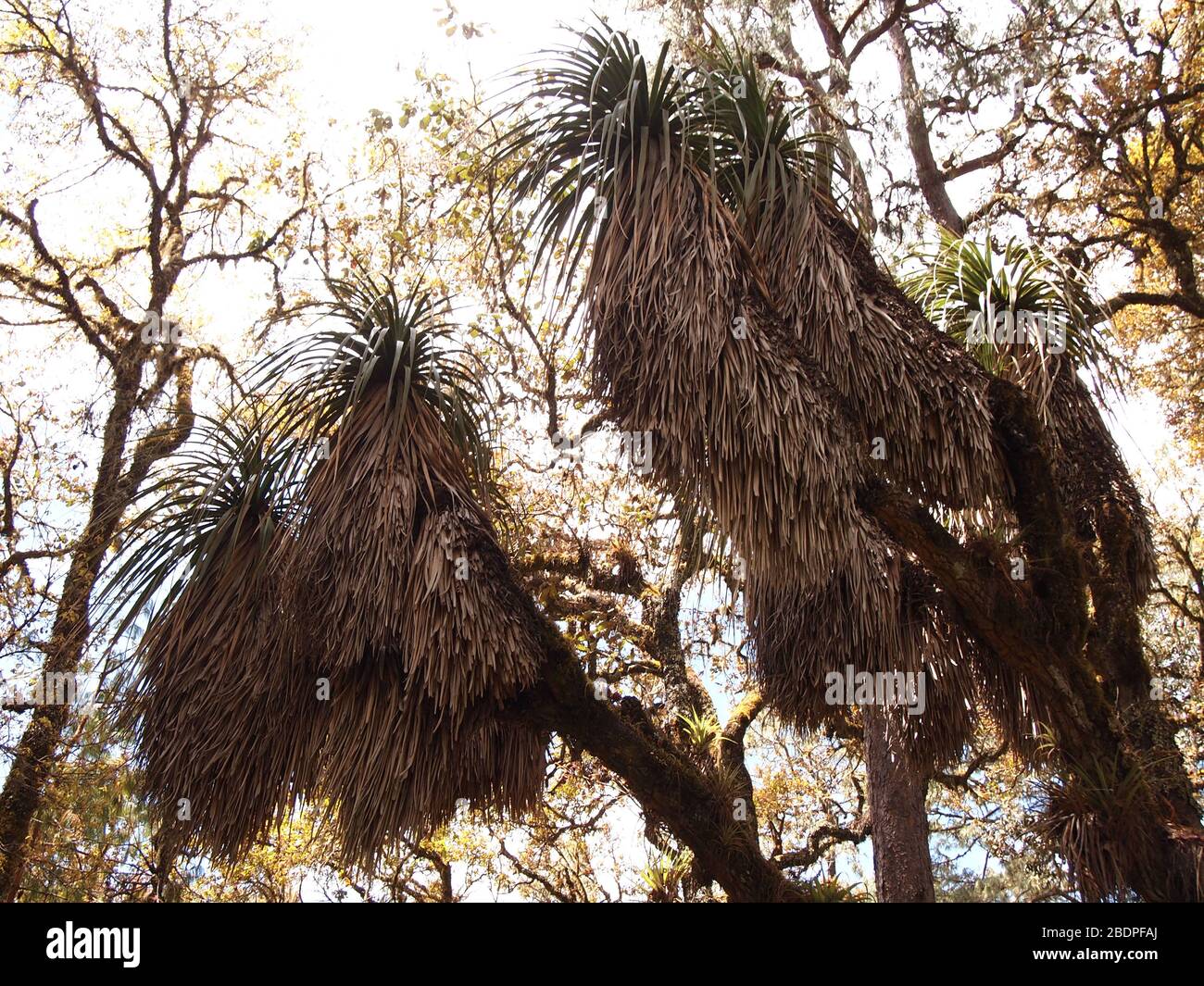 Epiphytes biodiversity in the montane pine-oak forests of the Sierra ...