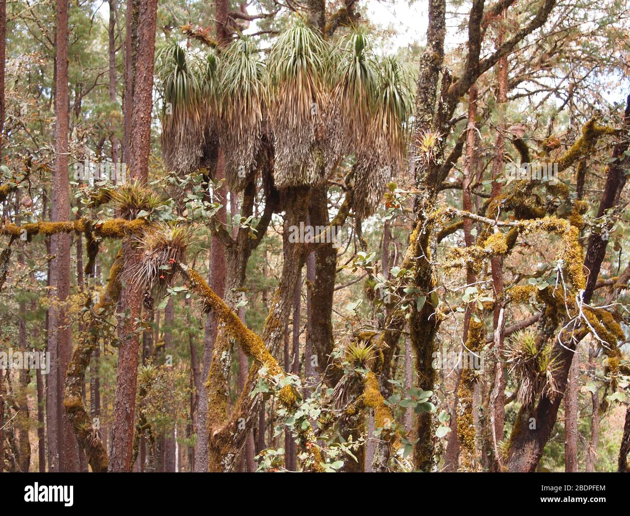 Epiphytes biodiversity in the montane pine-oak forests of the Sierra ...